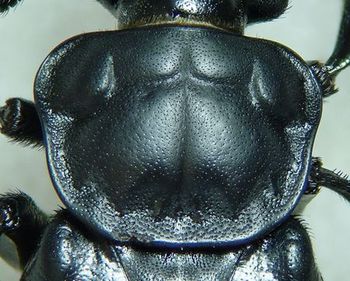 Réf. 53887 — INSECTA > Coleoptera > Silphidae > Nicrophorus ...