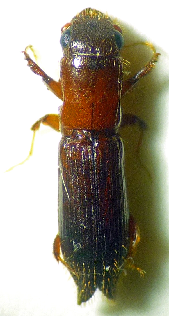 Réf. 53054 — INSECTA > Coleoptera > Curculionidae > Treptoplatypus ...