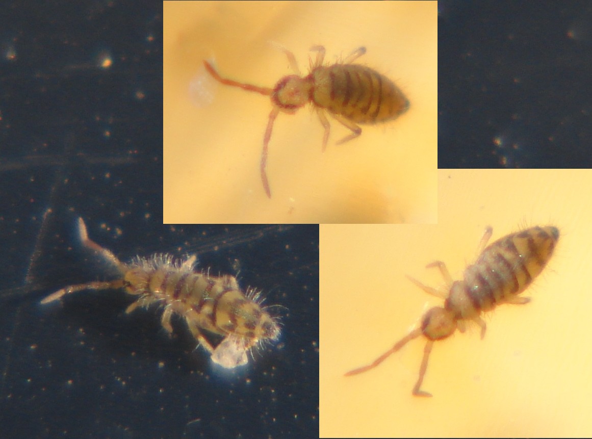 Réf. 54443 — ENTOGNATHA > Collembola > Entomobryidae > Entomobrya ...