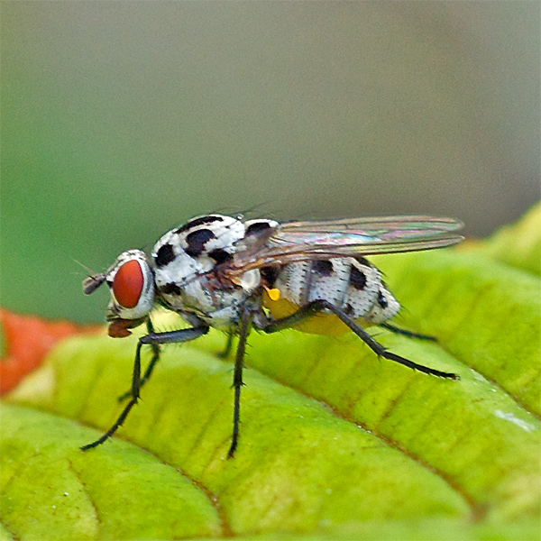 Réf. 54193 — INSECTA > Diptera > Anthomyiidae > Anthomyia pluvialis ...