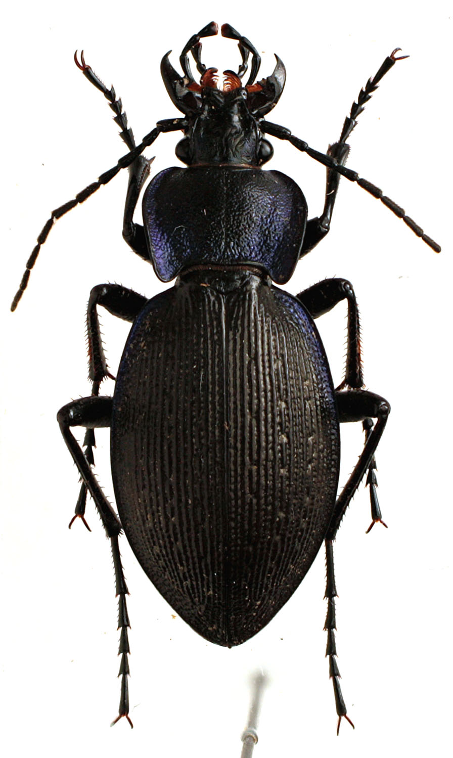 Réf. 54925 — INSECTA > Coleoptera > Carabidae > Carabus (Mesocarabus ...