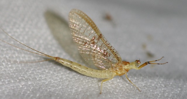 Réf. 54676 — INSECTA > Ephemeroptera > Ephemeridae > Ephemera glaucops ...