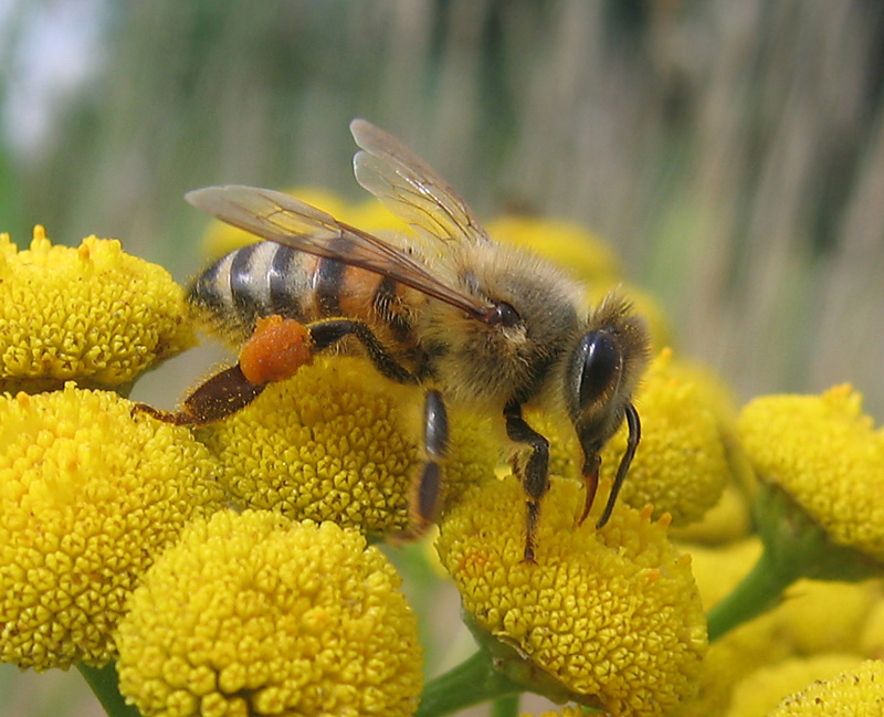 Réf. 54295 — INSECTA > Hymenoptera > Apidae > Apis (Apis) mellifera ...