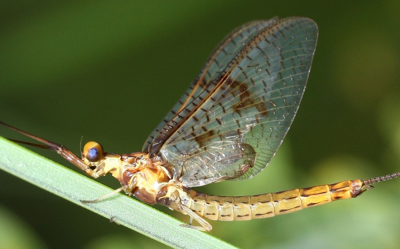 Réf. 54033 — INSECTA > Ephemeroptera > Ephemeridae > Ephemera sp. - www ...