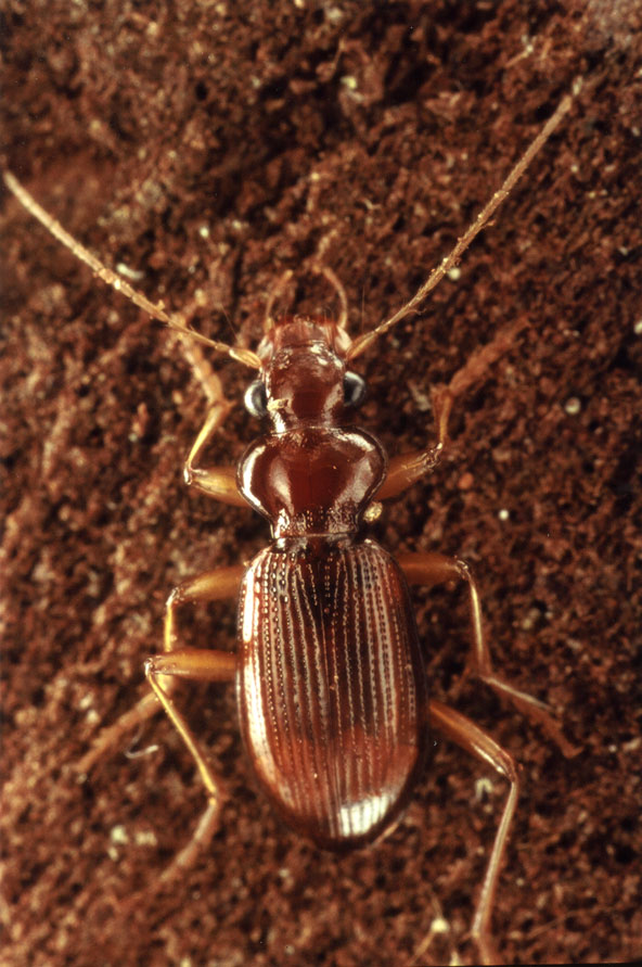 Réf. 54757 — INSECTA > Coleoptera > Carabidae > Leistus (Leistus ...