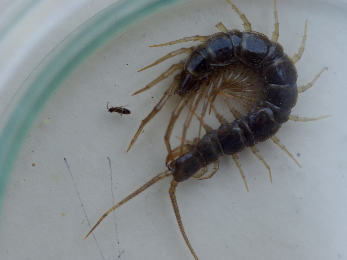 Réf. 54040 — CHILOPODA > Lithobiomorpha > Lithobiidae > Lithobius ...