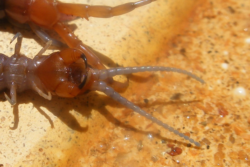 Réf. 54176 — CHILOPODA > Scolopendromorpha > Scolopendridae ...