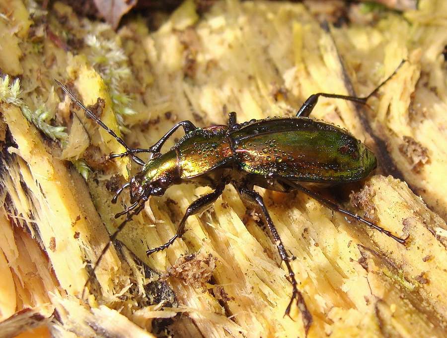 Carabus (Chrysocarabus) splendens (Insecta, Coleoptera, Carabidae ...
