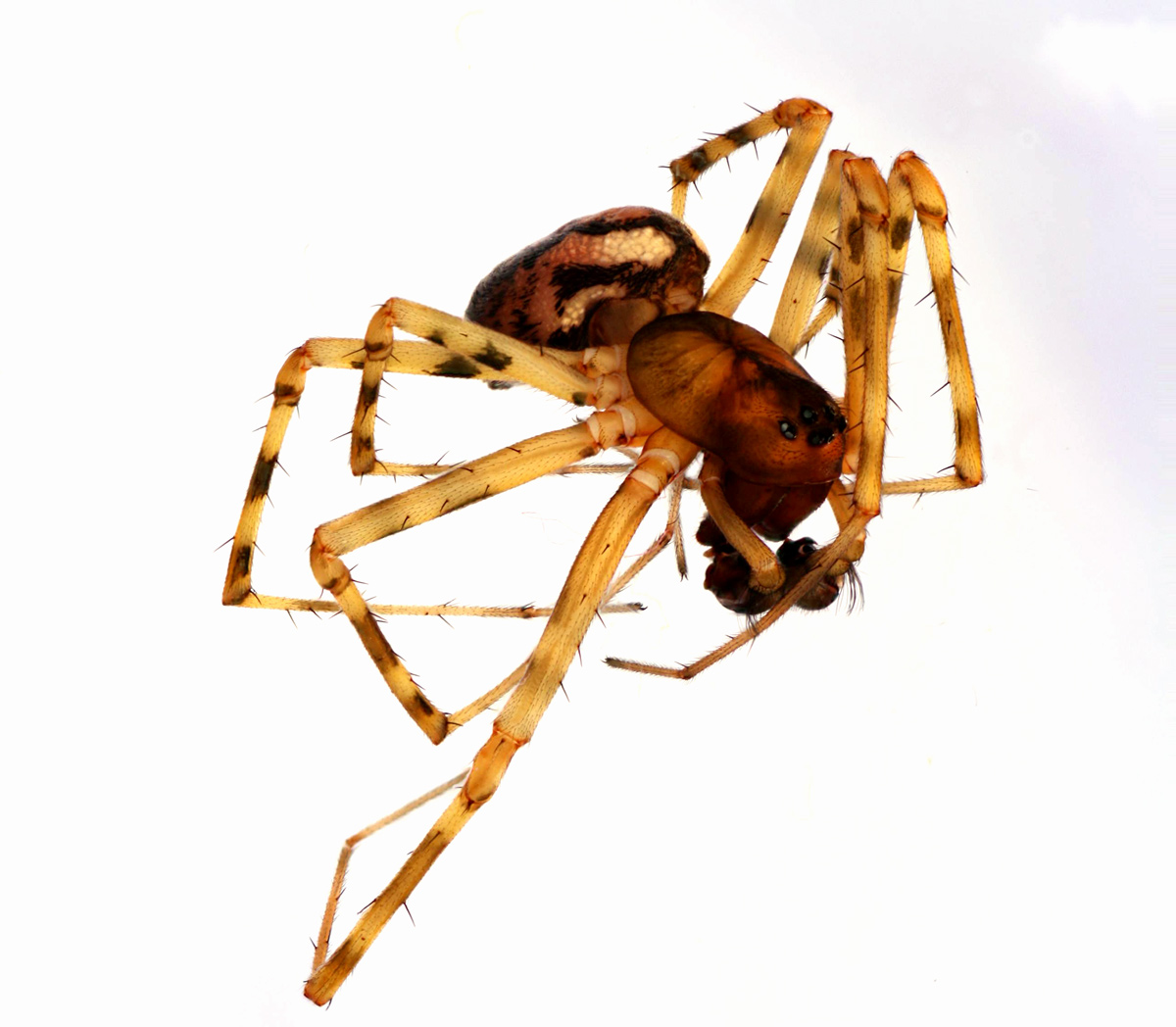 Réf. 55943 — ARACHNIDA > Araneae > Linyphiidae > Neriene montana - www ...