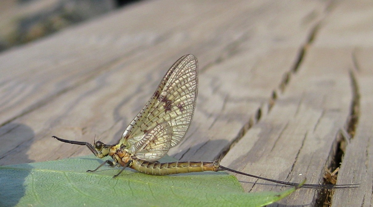Réf. 56013 — INSECTA > Ephemeroptera > Ephemeridae > Ephemera vulgata ...