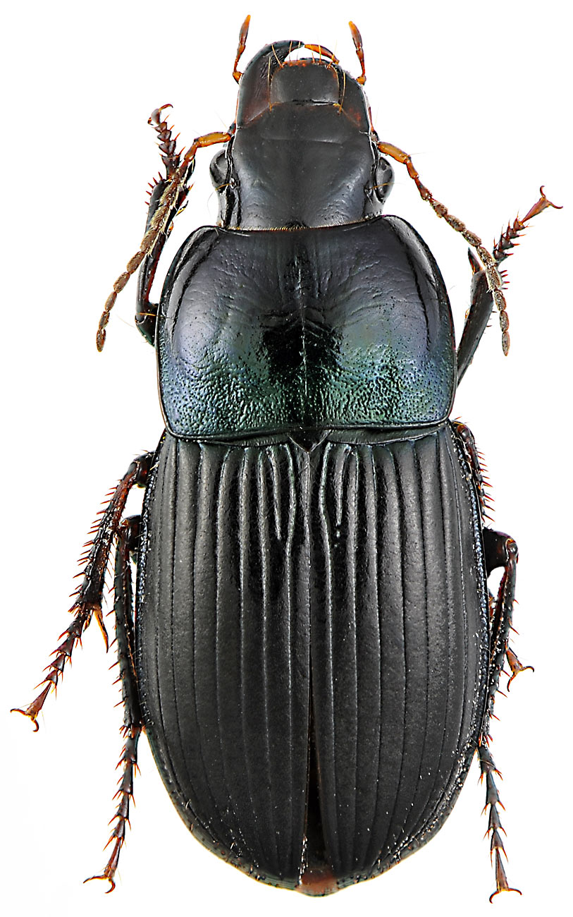 Réf. 56161 — INSECTA > Coleoptera > Carabidae > Harpalus (Harpalus ...