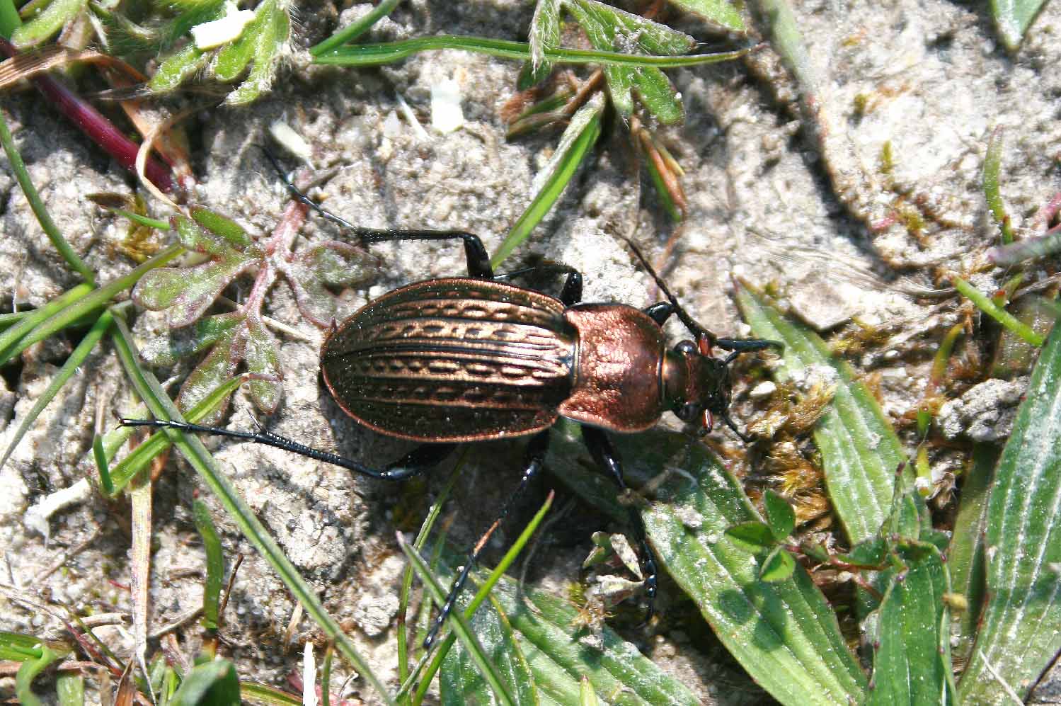 Réf. 57476 — INSECTA > Coleoptera > Carabidae > Carabus (Tachypus ...