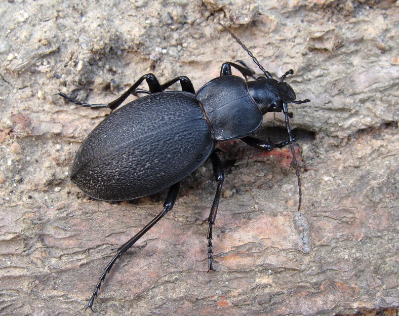 Carabus (Procrustes) coriaceus (Insecta, Coleoptera, Carabidae) - www ...
