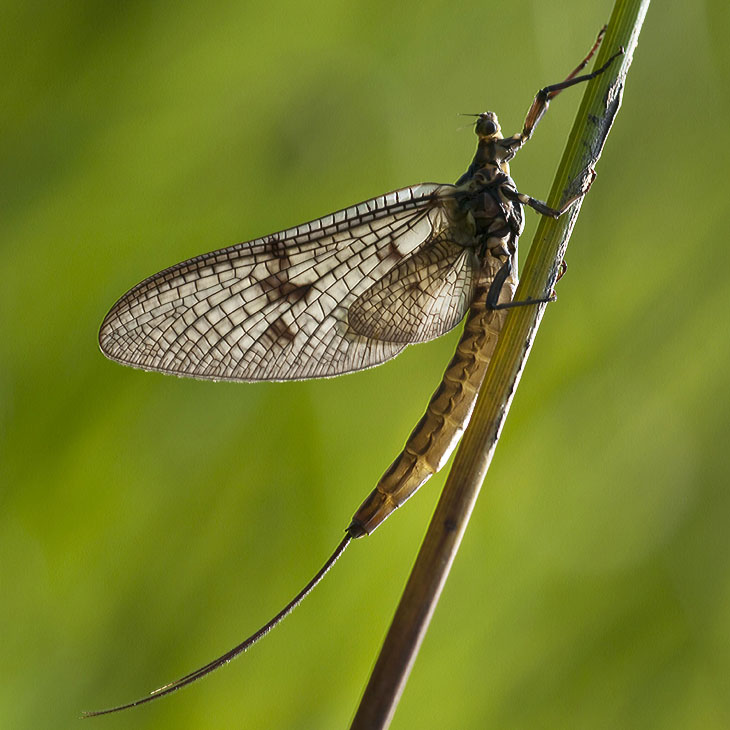 Réf. 57308 — INSECTA > Ephemeroptera > Ephemeridae > Ephemera vulgata ...