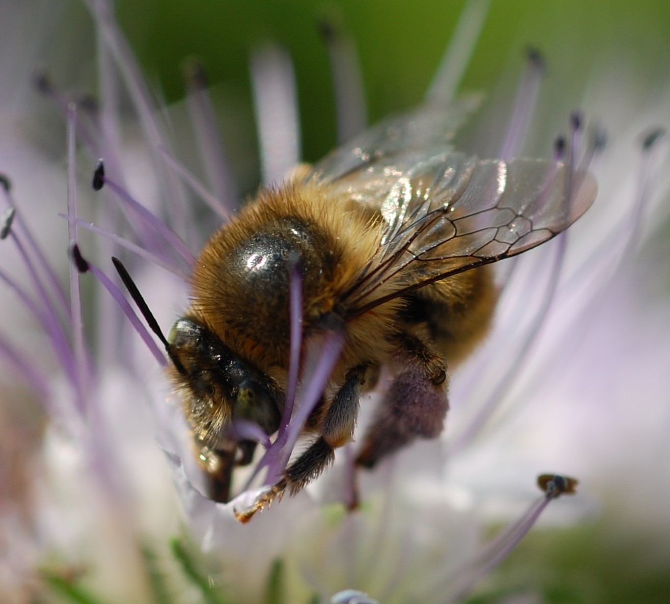 Réf. 58390 — INSECTA > Hymenoptera > Apidae > Anthophora (Dasymegilla ...
