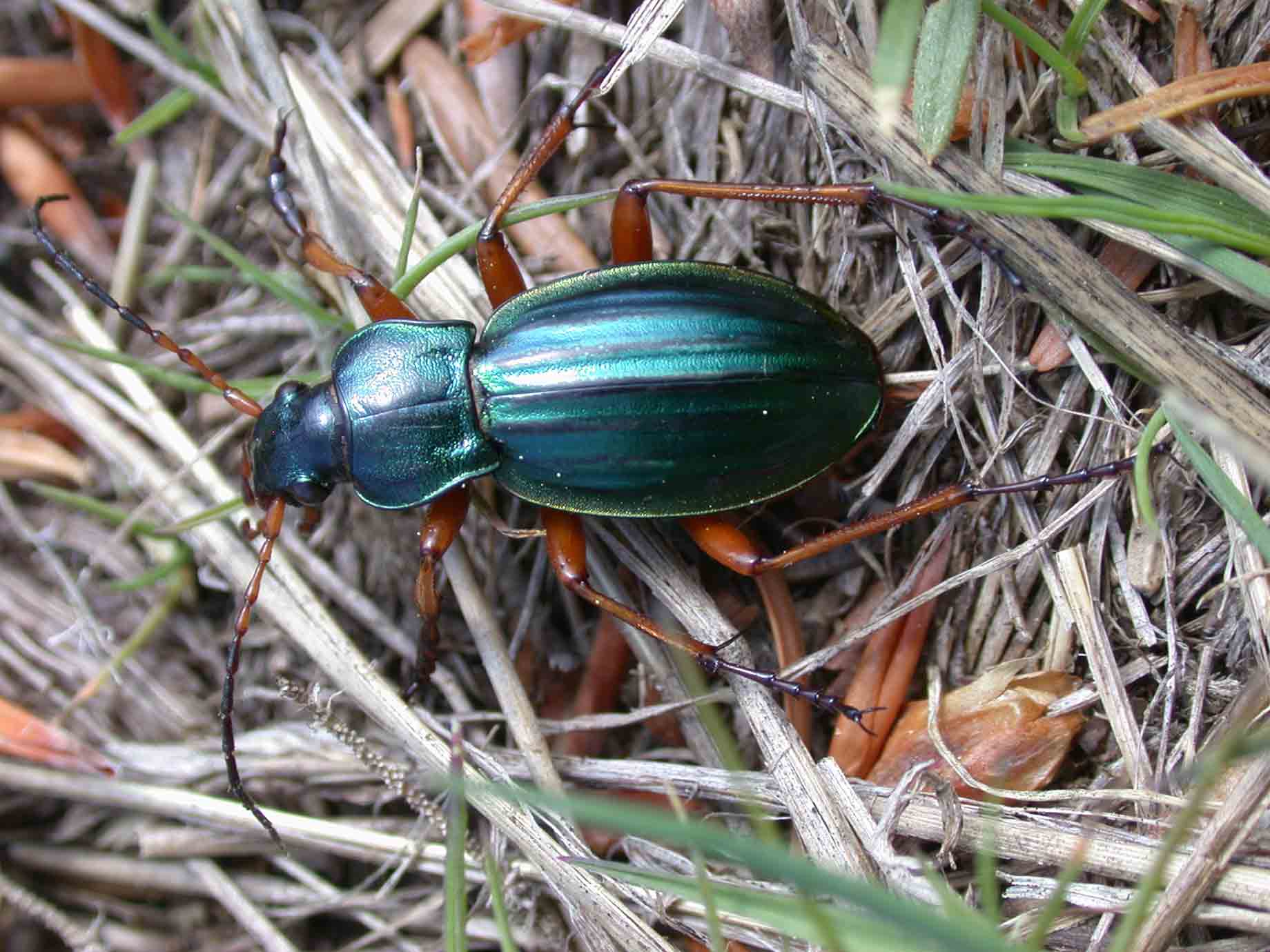 Réf. 58930 — INSECTA > Coleoptera > Carabidae > Carabus (Tachypus ...