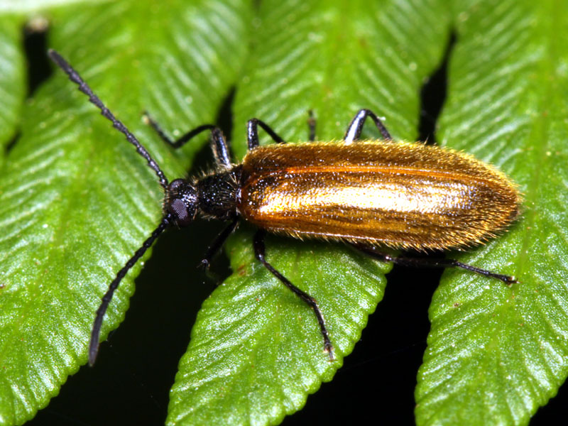 Réf. 58953 — INSECTA > Coleoptera > Tenebrionidae > Lagria (Lagria ...