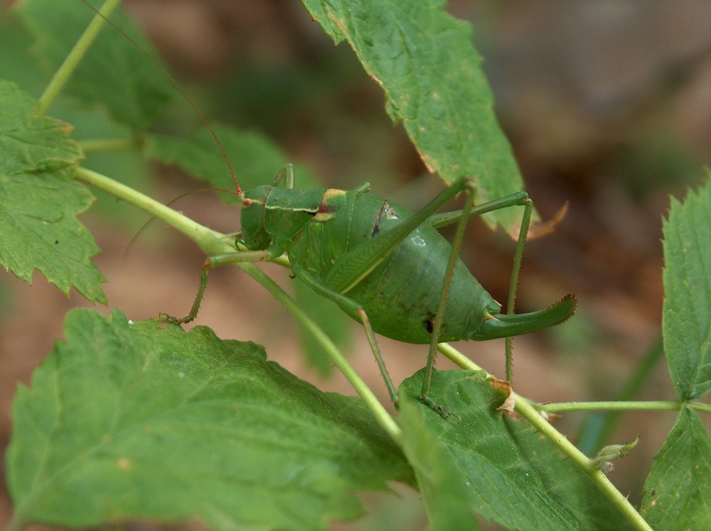 Réf. 58545 — INSECTA > Orthoptera > Phaneropteridae > Barbitistes ...