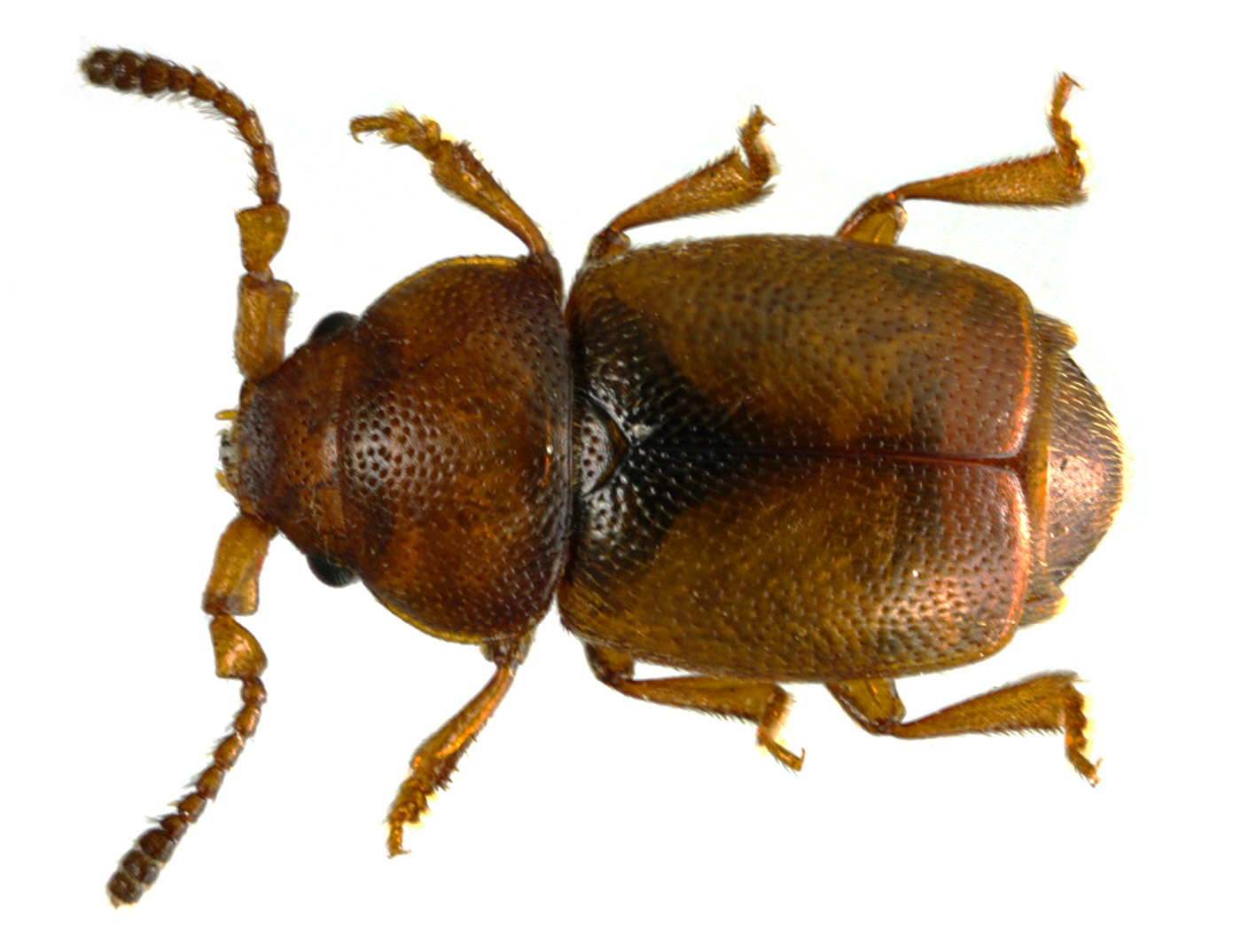 Réf. 58777 — INSECTA > Coleoptera > Kateretidae > Kateretes ...