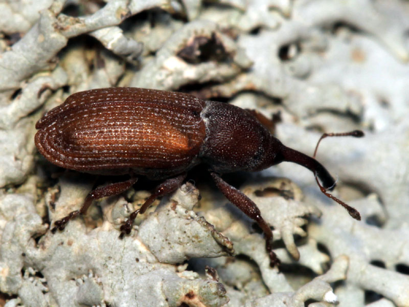 Réf. 59425 — INSECTA > Coleoptera > Curculionidae > Magdalis (Magdalis ...