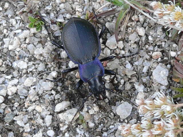 Réf. 59731 — INSECTA > Coleoptera > Carabidae > Carabus (Mesocarabus ...