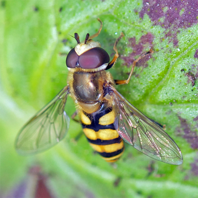 Réf. 59110 — INSECTA > Diptera > Syrphidae > Eupeodes (Eupeodes ...
