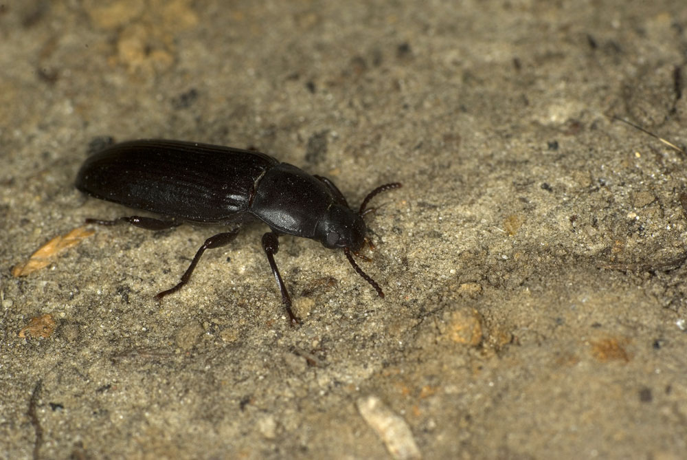 Réf. 59172 — INSECTA > Coleoptera > Tenebrionidae > Tenebrio (Tenebrio ...