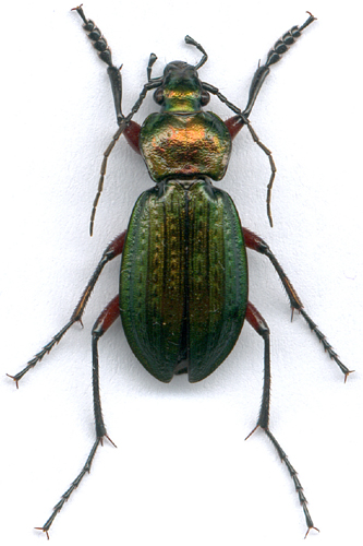 Réf. 6209 — INSECTA > Coleoptera > Carabidae > Carabus (Carabus ...