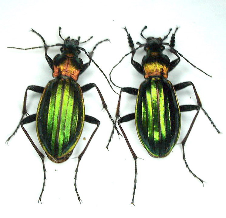 Réf. 6861 — INSECTA > Coleoptera > Carabidae > Carabus (Chrysocarabus ...