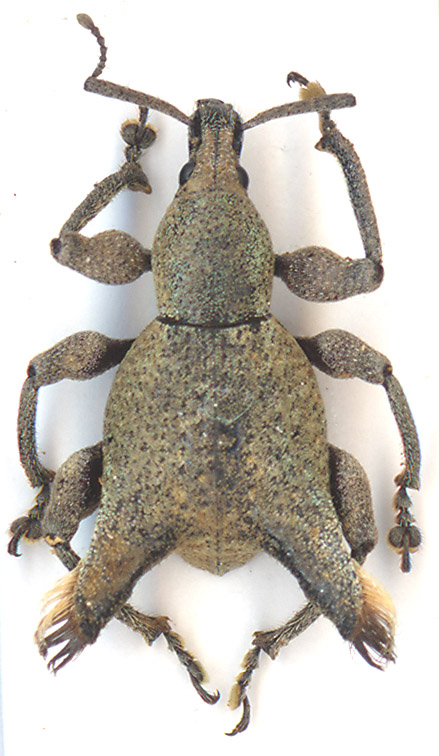 Apirocalus cornutus virescens (Insecta, Coleoptera, Curculionidae ...