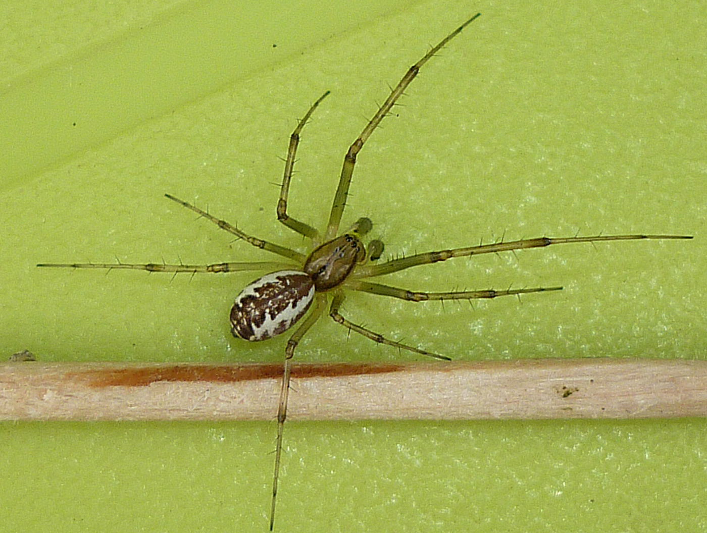 Réf. 60700 — ARACHNIDA > Araneae > Linyphiidae > Linyphia triangularis ...