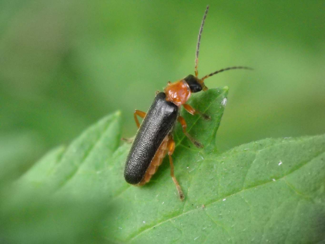 Réf. 60530 — INSECTA > Coleoptera > Cantharidae > Cantharis (Cantharis ...