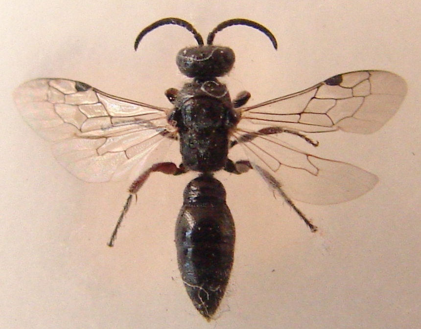 Réf. 60984 — INSECTA > Hymenoptera > Tiphiidae > Tiphia (Tiphia ...