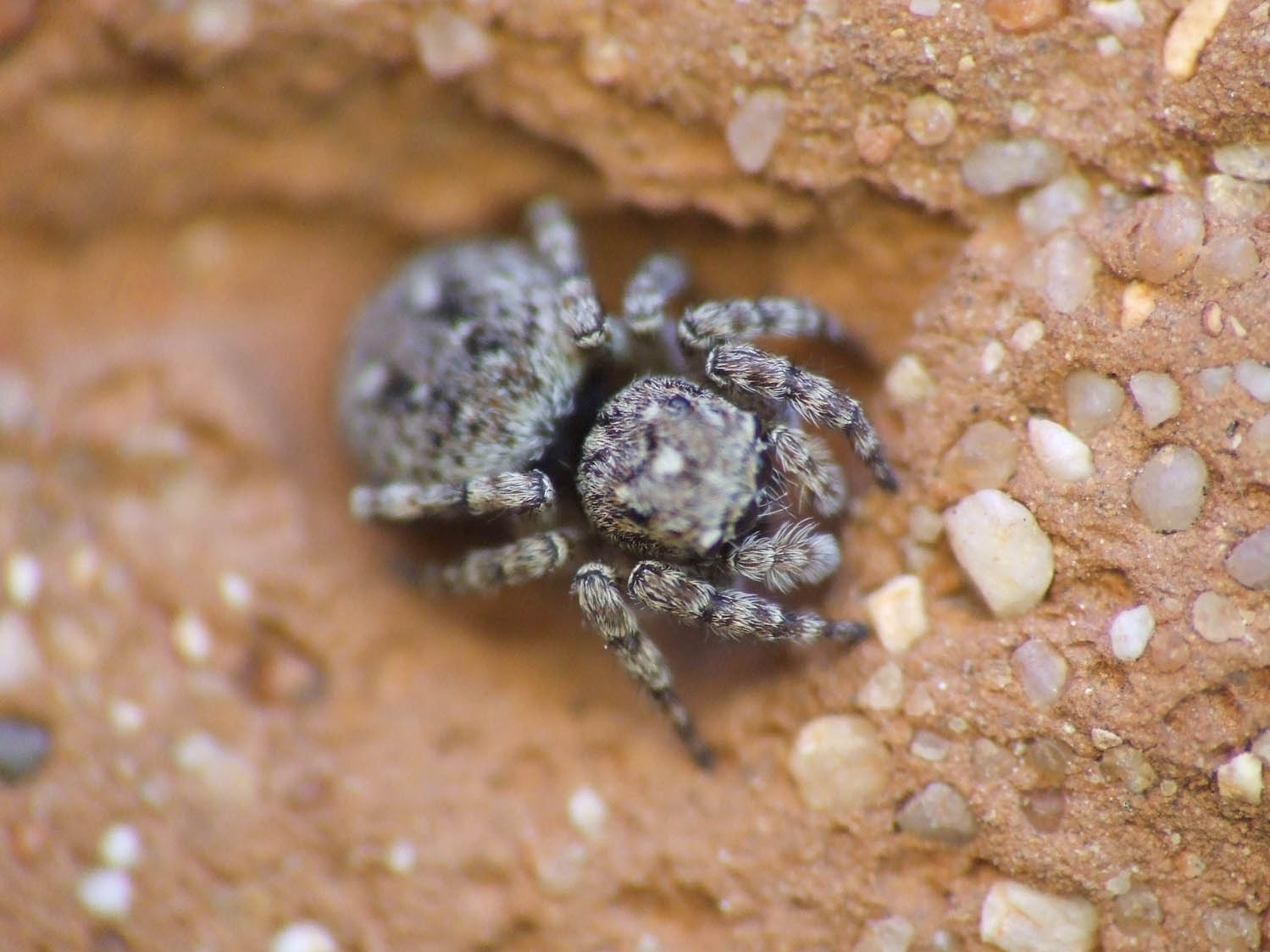 Réf. 60251 — ARACHNIDA > Araneae > Salticidae > Attulus pubescens - www ...