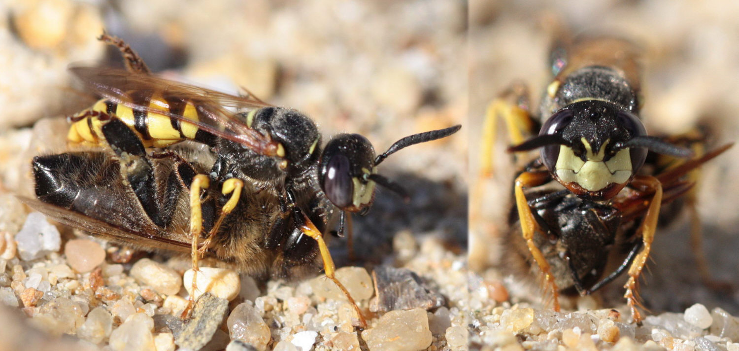 Réf. 61726 — INSECTA > Hymenoptera > Philanthidae > Philanthus ...