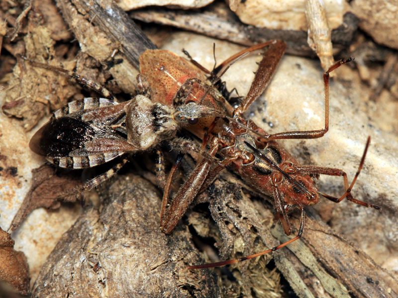 Réf. 61203 — INSECTA > Heteroptera > Reduviidae > Coranus (Coranus ...