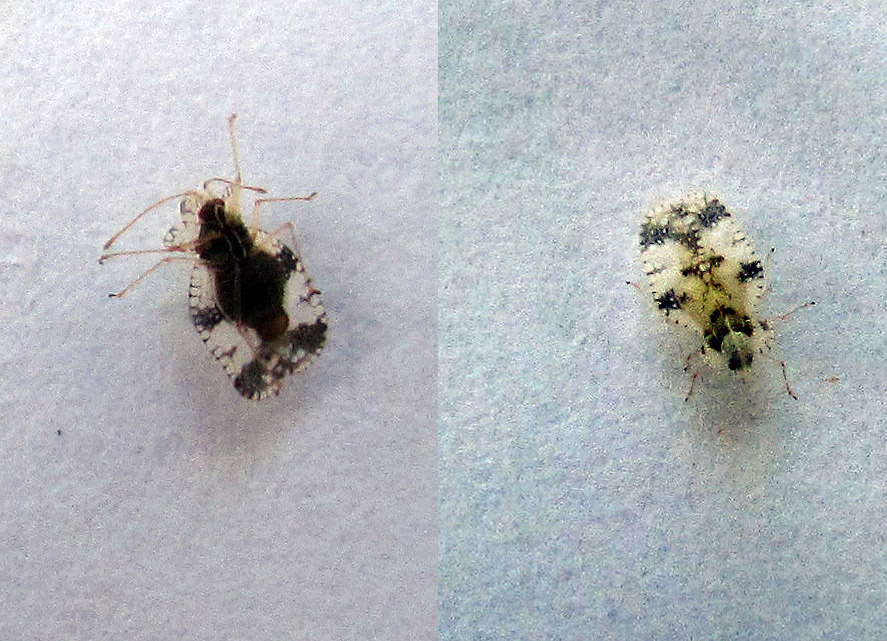 Réf. 61430 — INSECTA > Heteroptera > Tingidae > Stephanitis ...