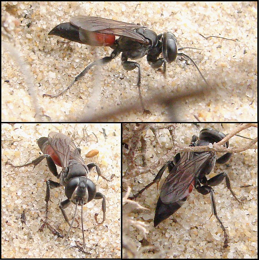 Réf. 61180 — INSECTA > Hymenoptera > Crabronidae > Tachysphex ...