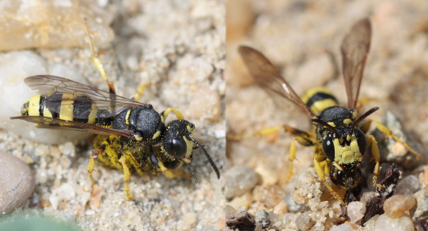 Cerceris rybyensis (Insecta, Hymenoptera, Philanthidae) - www.galerie ...