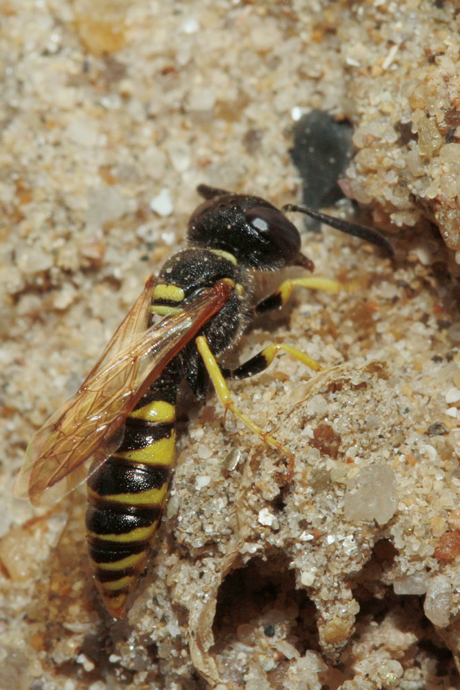 Réf. 62885 — INSECTA > Hymenoptera > Philanthidae > Philanthus ...