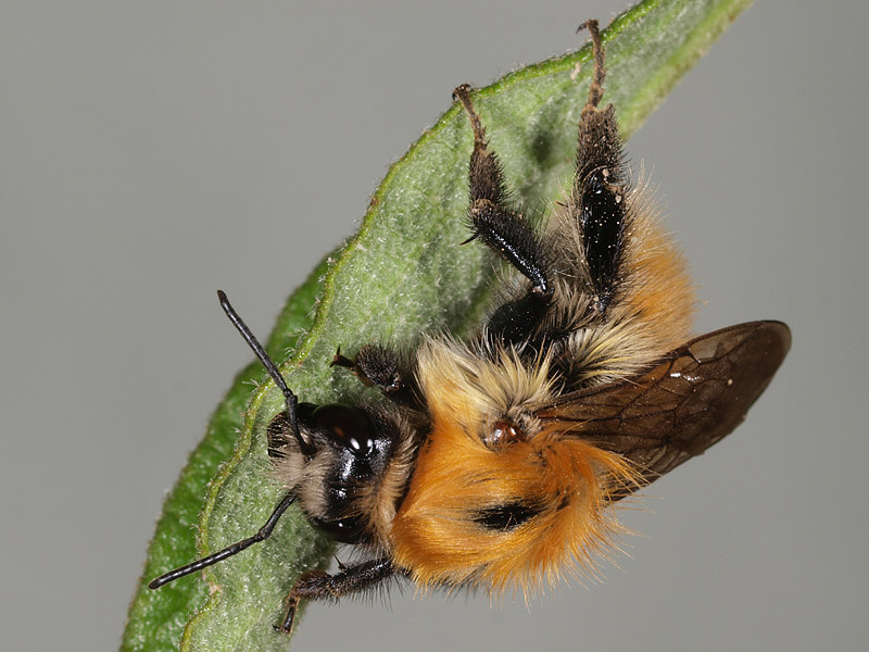 Réf. 62020 — INSECTA > Hymenoptera > Apidae > Bombus (Thoracobombus) sp ...