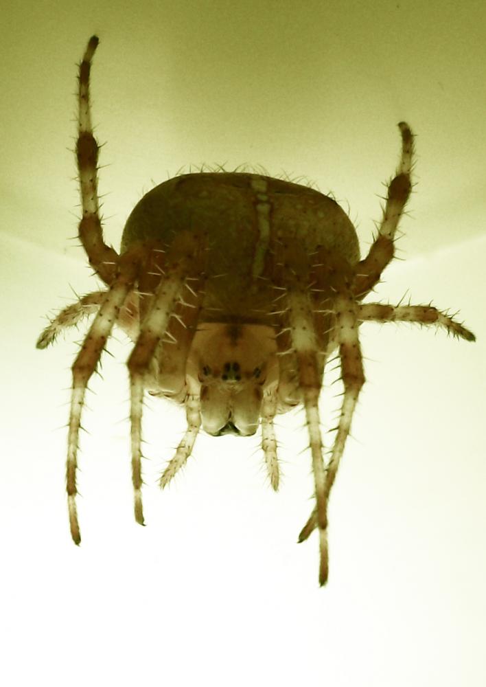 Réf. 62963 — ARACHNIDA > Araneae > Araneidae > Araneus diadematus - www ...