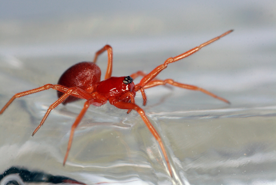 Réf. 62897 — ARACHNIDA > Araneae > Linyphiidae > Gonatium rubens - www ...