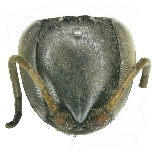 Aporus (Planiceps) planiceps (Insecta, Hymenoptera, Pompilidae) - www ...