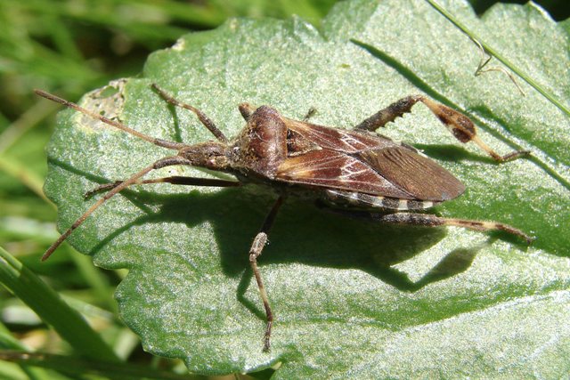Réf. 63468 — INSECTA > Heteroptera > Coreidae > Leptoglossus occidentalis - www.galerie-insecte.org