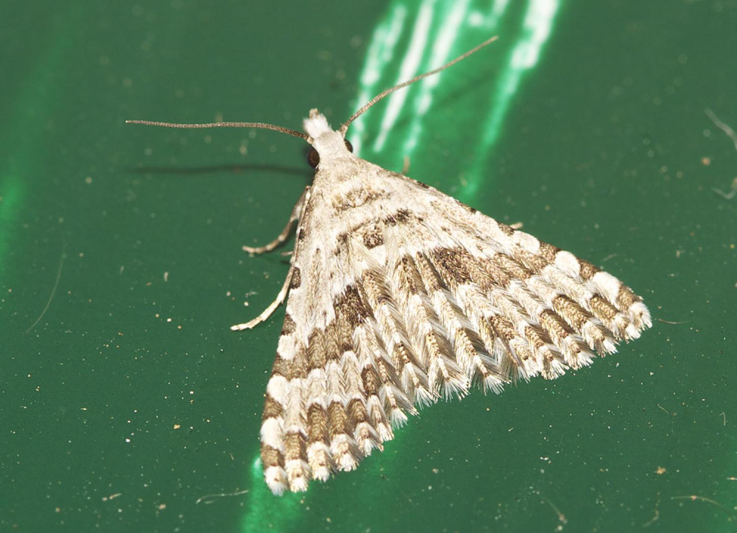 Réf. 63189 — INSECTA > Lepidoptera > Alucitidae > Alucita sp. - www ...