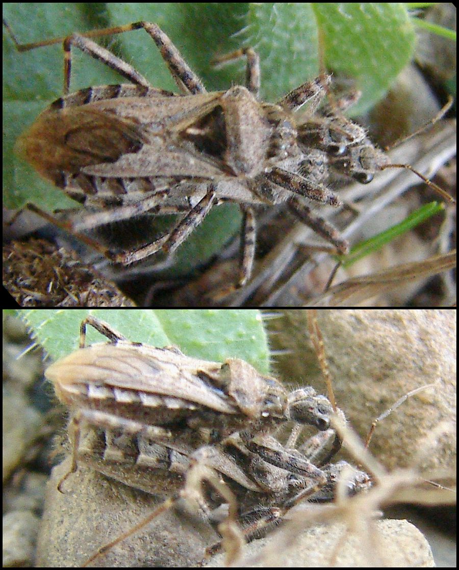 Réf. 63844 — INSECTA > Heteroptera > Reduviidae > Coranus (Coranus ...