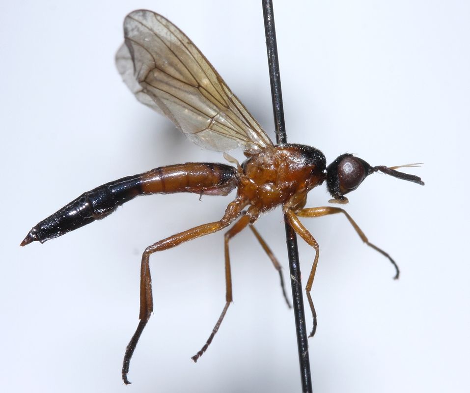 Réf. 63715 — INSECTA > Diptera > Psilidae > Loxocera (Loxocera) aristata - www.galerie-insecte.org