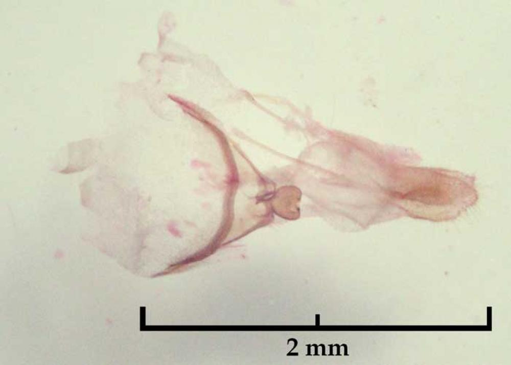 Réf. 63105 — INSECTA > Lepidoptera > Pterophoridae > Marasmarcha ...