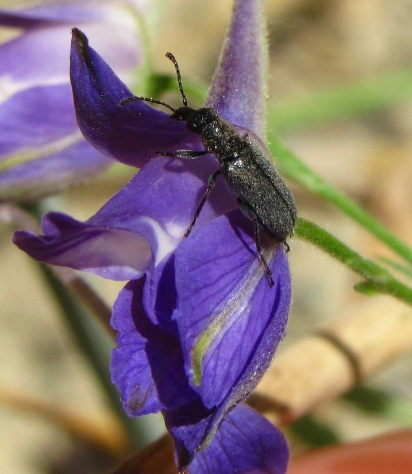 Réf. 63681 — INSECTA > Coleoptera > Nemonychidae > Nemonyx lepturoides ...